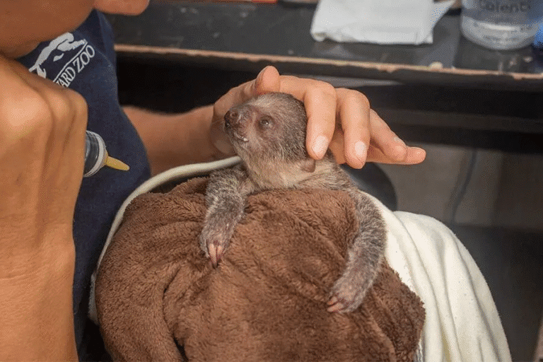 Keeping a Sloth as a Pet: Facts, Challenges & Essential Care Guide ...