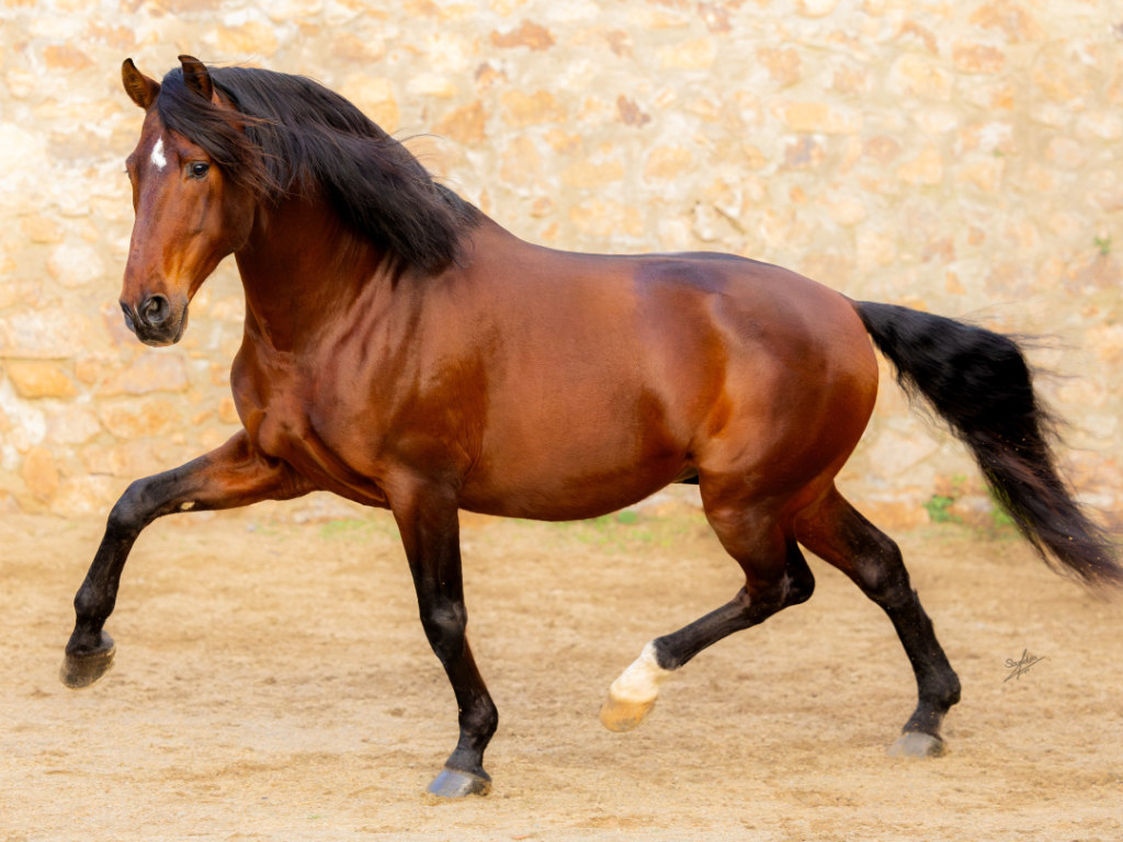 10 Best Spanish Horse Breeds: Origins, Traits & What Makes Them Special ...
