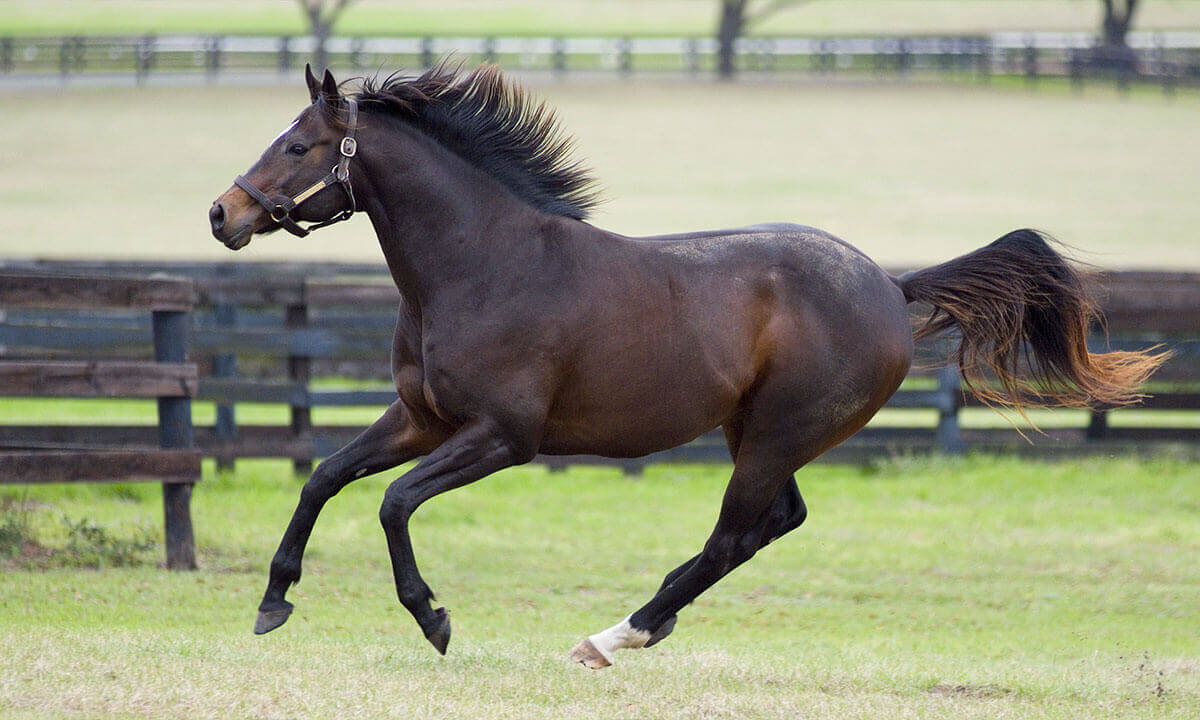 Thoroughbred Horse: Breed Profile — History, Care, Traits, Training ...
