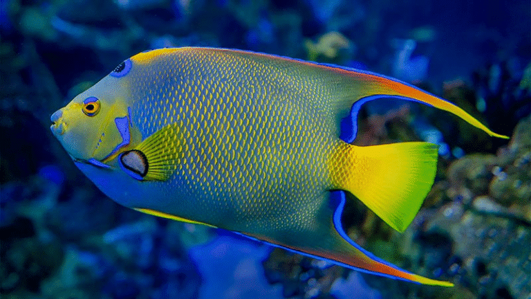 Choosing the Perfect Saltwater Angelfish: Reef-Safe Options, Tank Size ...