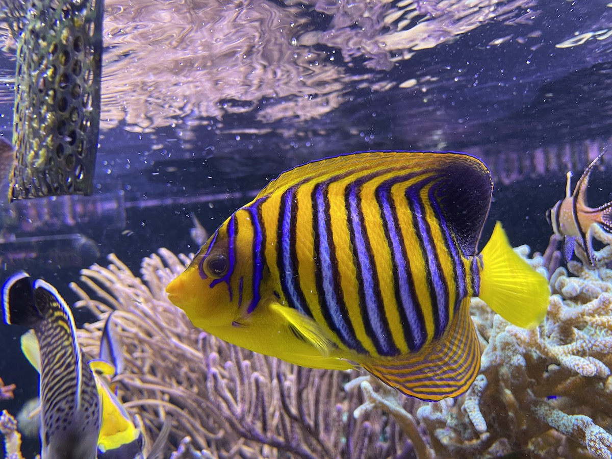 Top 10 Reef Safe Angelfish for Your Aquarium - Pet Take Care