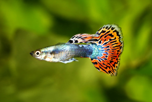 25 Small Fish for Freshwater Aquariums: Expert Guide