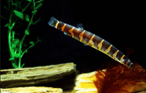 25 Small Fish for Freshwater Aquariums: Expert Guide
