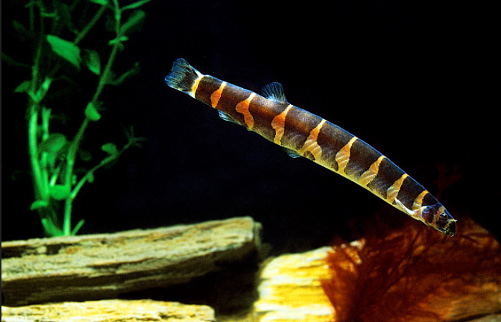 25 Small Fish for Freshwater Aquariums: Expert Guide