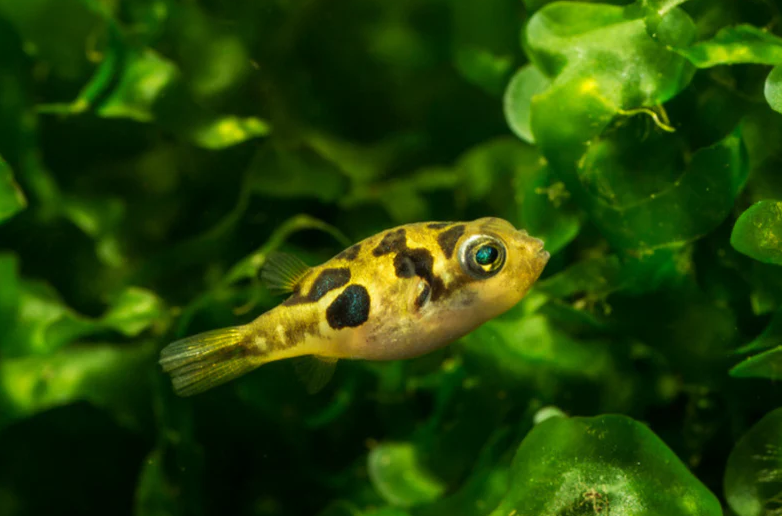 25 Small Fish for Freshwater Aquariums: Expert Guide