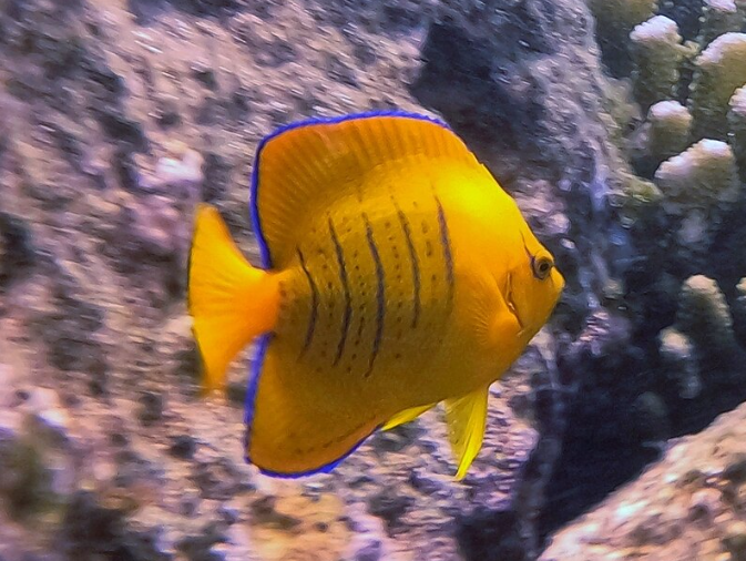 Unique & Rare Saltwater Fish: 10 Expert-Vetted Picks