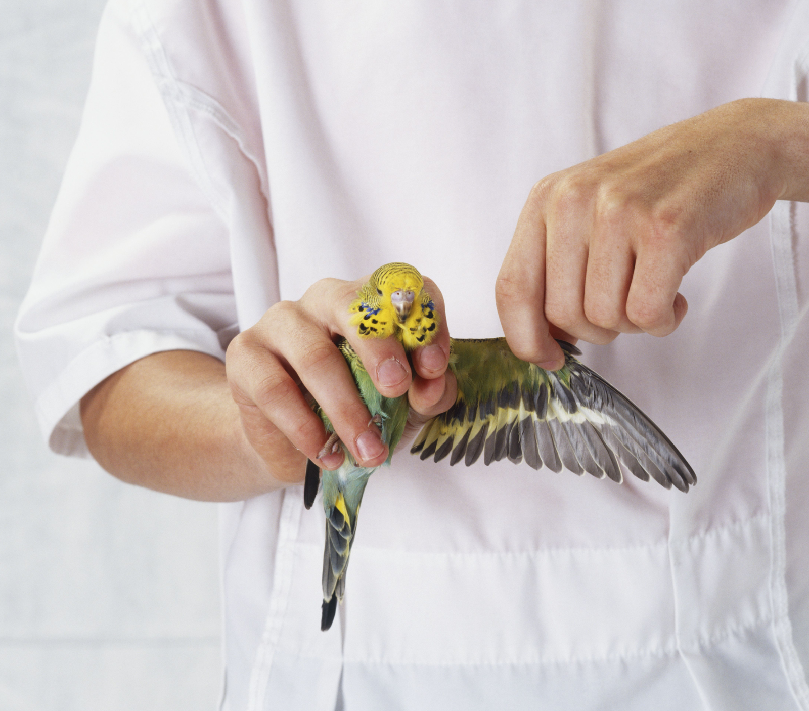 Safe Wing Clipping Guide for Pet Birds