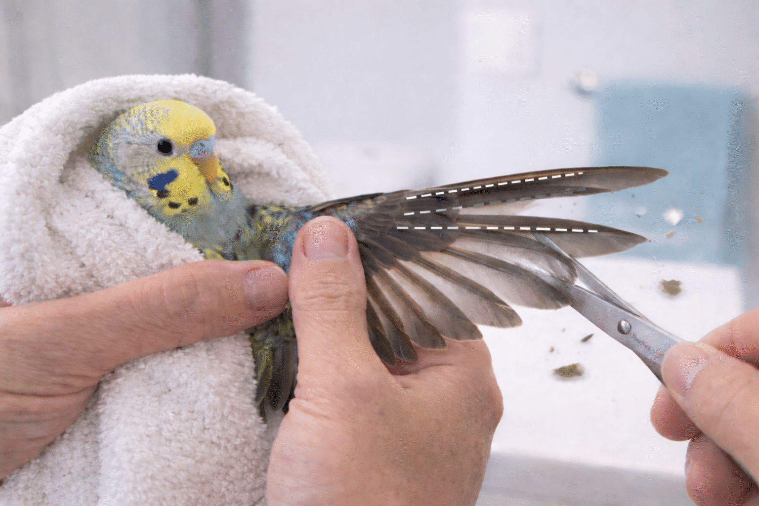 Safe Wing Clipping Guide for Pet Birds