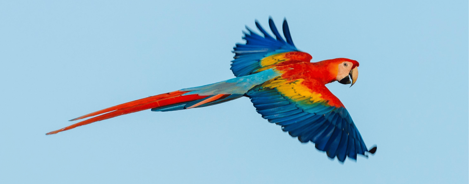 Safe Wing Clipping Guide for Pet Birds